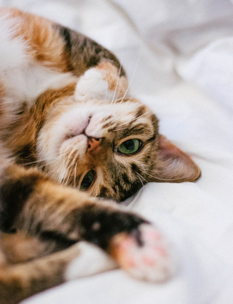 Small animal cat | West Gippsland Vet Care